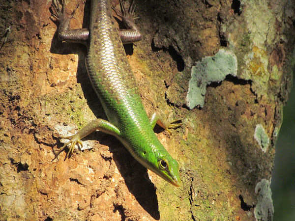 Emerald Green Tree Skink | Project Noah