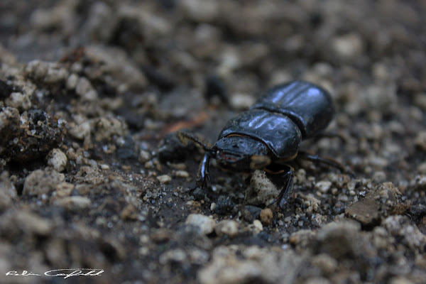Jerusalem Beetle | Project Noah