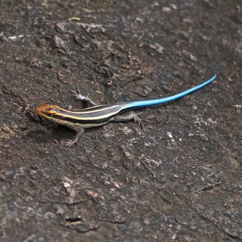 Rainbow Skink | Project Noah