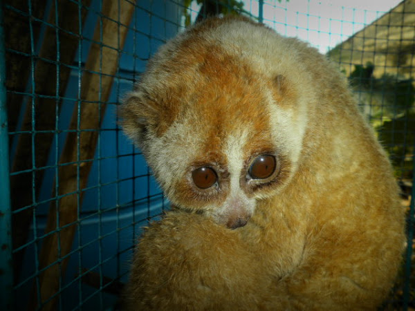 Sunda Slow Loris | Project Noah