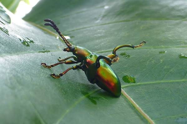 Frog-legged Leaf Beetle | Project Noah