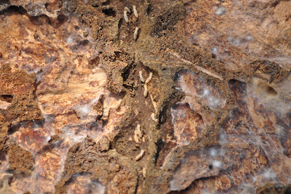 Eastern Subterranean Termite | Project Noah