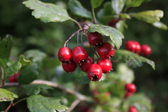 Fireberry hawthorn | Project Noah