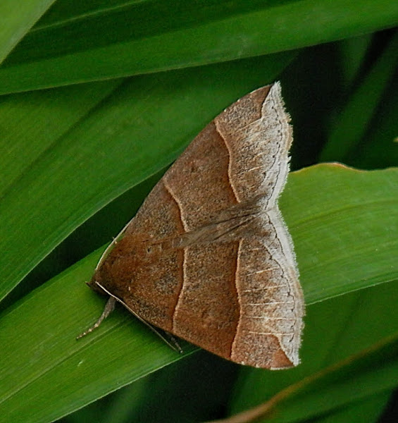 Maple Looper | Project Noah