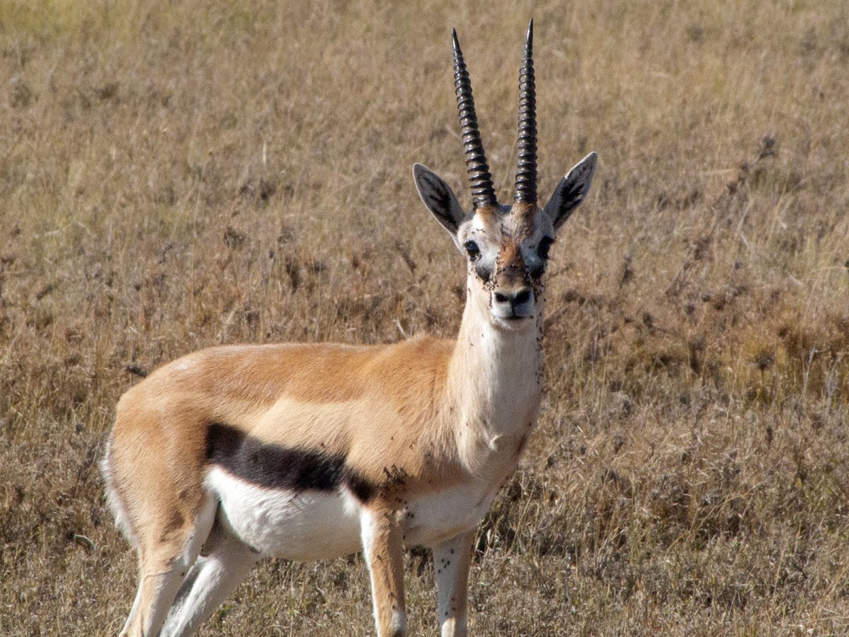 Thomson's gazelle | Project Noah