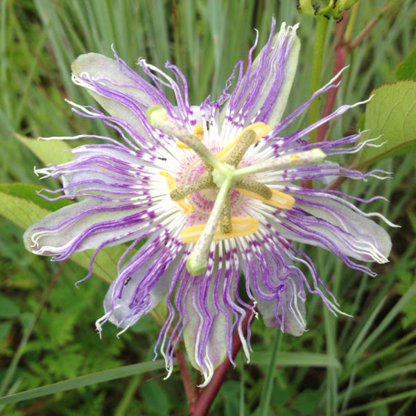 Purple passionflower | Project Noah