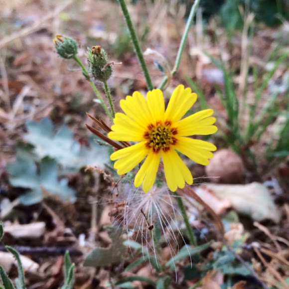 Common madia | Project Noah