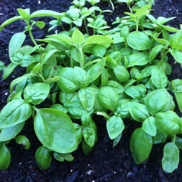 Basil | Project Noah