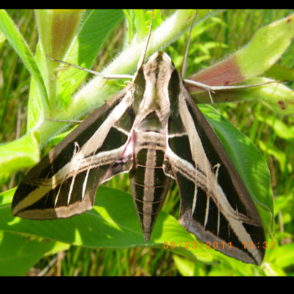 Banded sphinx moth | Project Noah