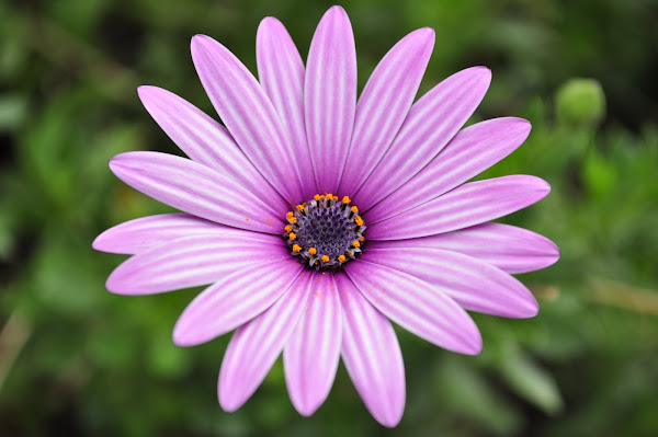 Trailing African Daisy | Project Noah