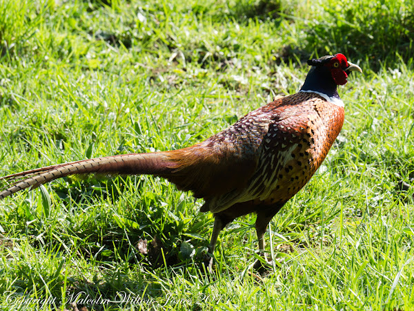 Pheasant | Project Noah