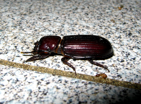 Passalid Beetle | Project Noah