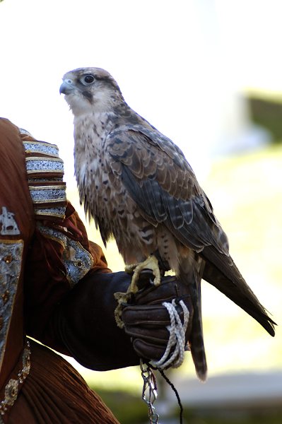Lanner/Gyrfalcon Hybrid | Project Noah