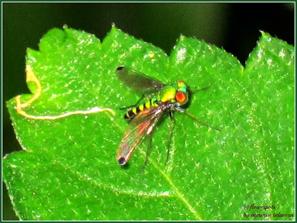 Long-legged Fly | Project Noah