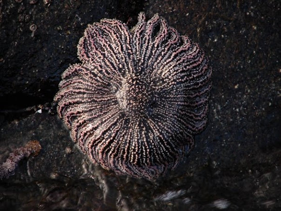 Sol de mar | Project Noah