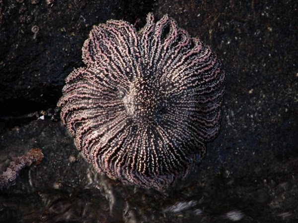 Sol de mar | Project Noah