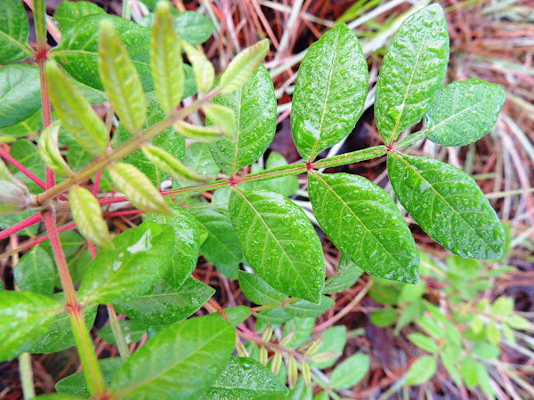 winged sumac | Project Noah