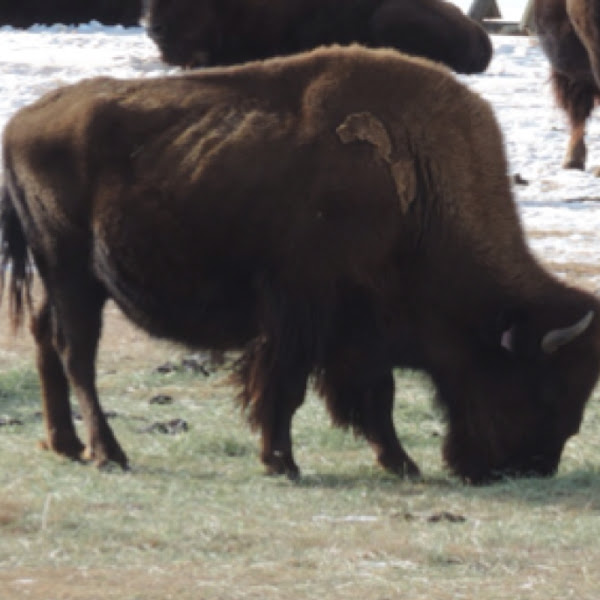 Bison | Project Noah