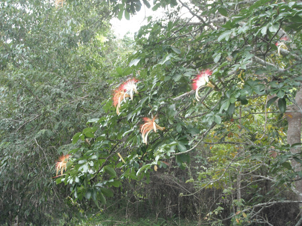 Provision Tree | Project Noah