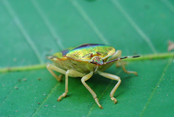 Mattiphus Sheild Bug | Project Noah
