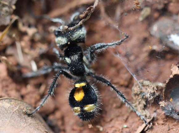 Velvet Ant Wasp | Project Noah