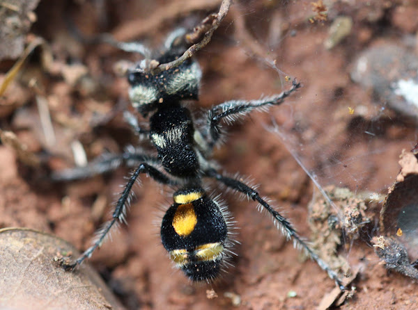 Velvet Ant Wasp | Project Noah