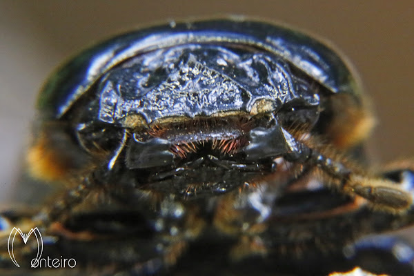 Passalid beetle | Project Noah