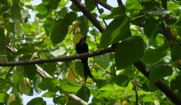 Black Drongo | Project Noah