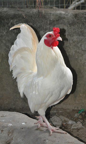 white rooster | Project Noah