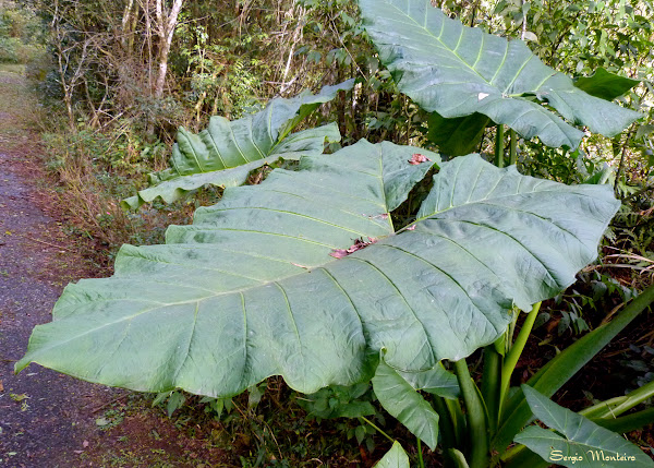 Giant aroid | Project Noah