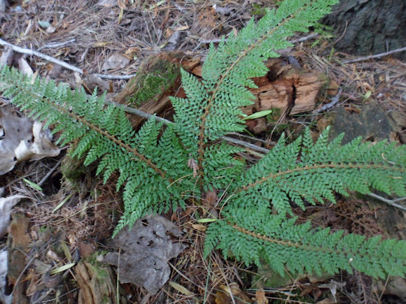 Alaskan Fern | Project Noah