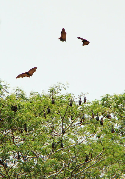 Mauritian Flying Fox | Project Noah