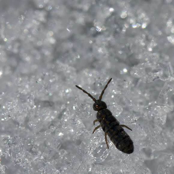 springtail (snow flea) | Project Noah