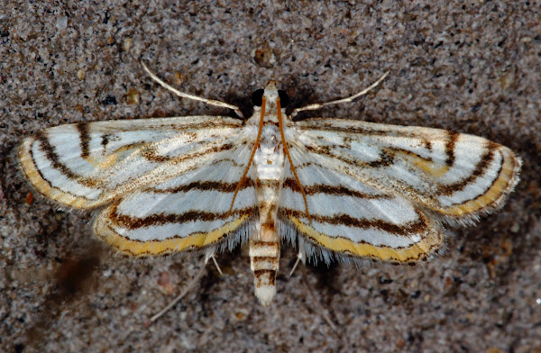 Chestnut-Marked Pondweed Moth | Project Noah