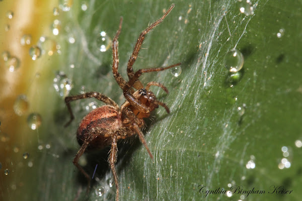 Funnel Weaver | Project Noah