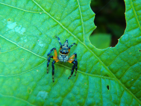 Jumping Spider Mimic | Project Noah