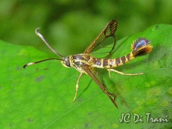 Sesiidae Butterfly | Project Noah
