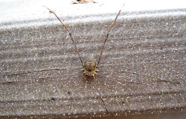 Opiliones | Project Noah