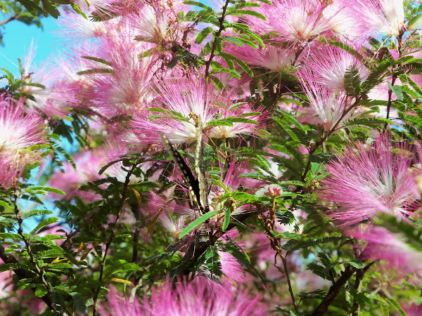 Manduruvá | Project Noah