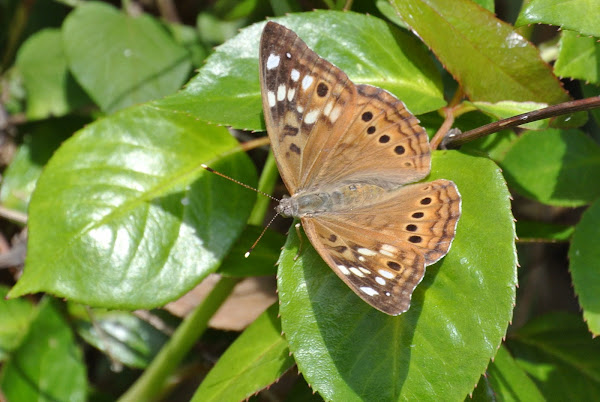 Hackberry Emperor Butterfly | Project Noah