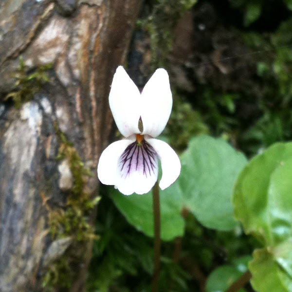 Dogtooth Violet | Project Noah