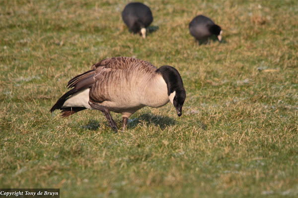 Canada Goose | Project Noah
