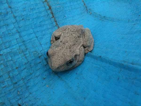 Maniacal Cackle Frog | Project Noah