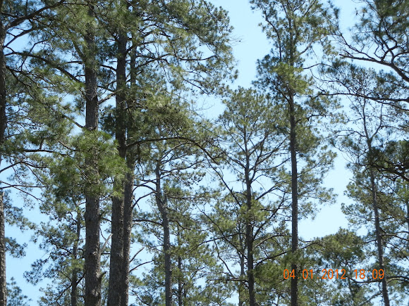 Loblolly pine tree | Project Noah