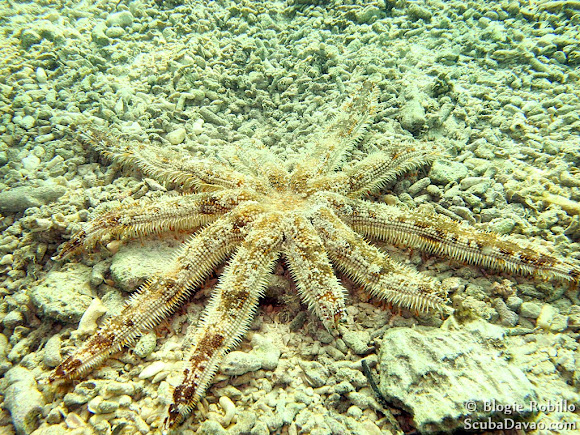Magnificent Sea Star | Project Noah
