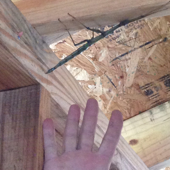 Giant Walking Stick | Project Noah