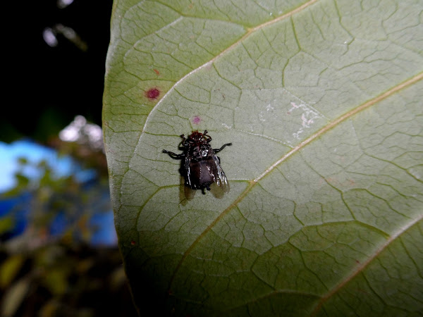 Louse fly | Project Noah