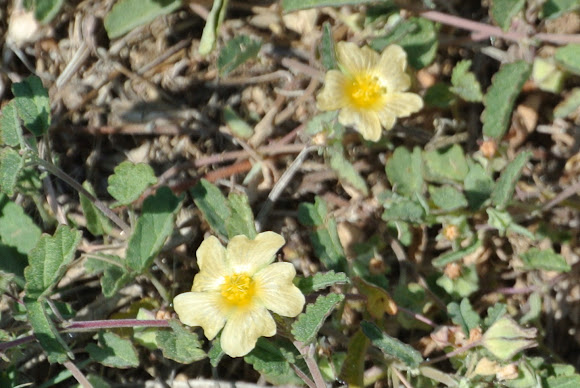 Spreading fanpetals | Project Noah