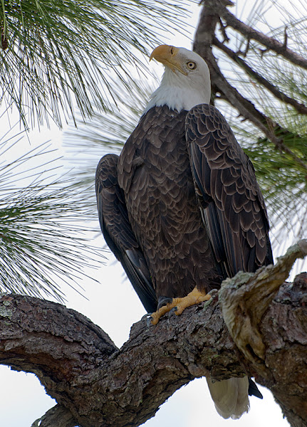 American Bald Eagle | Project Noah