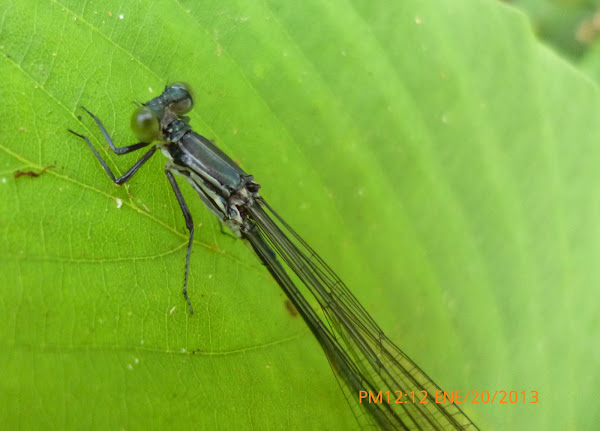 Helicopter Damselfly - Libélula Helicóptero | Project Noah